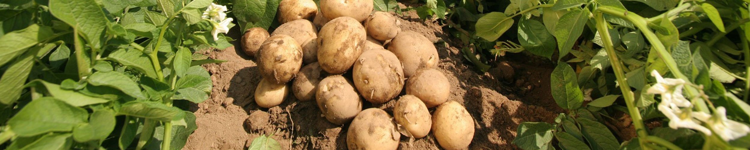 Calcifert - PlantCoaching